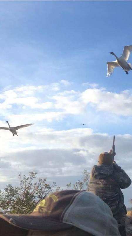 H & H Guide Service, swan hunt, duck hunt, eastern North Carolina